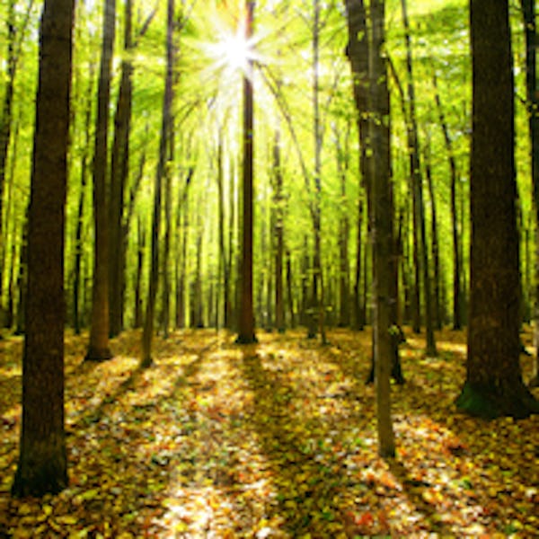 25 pakken papier = 1 boom